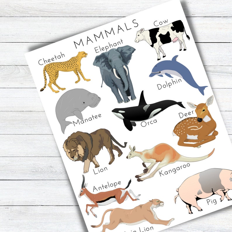 Mammal Poster, Educational Poster, Montessori Poster, Homeschool ...