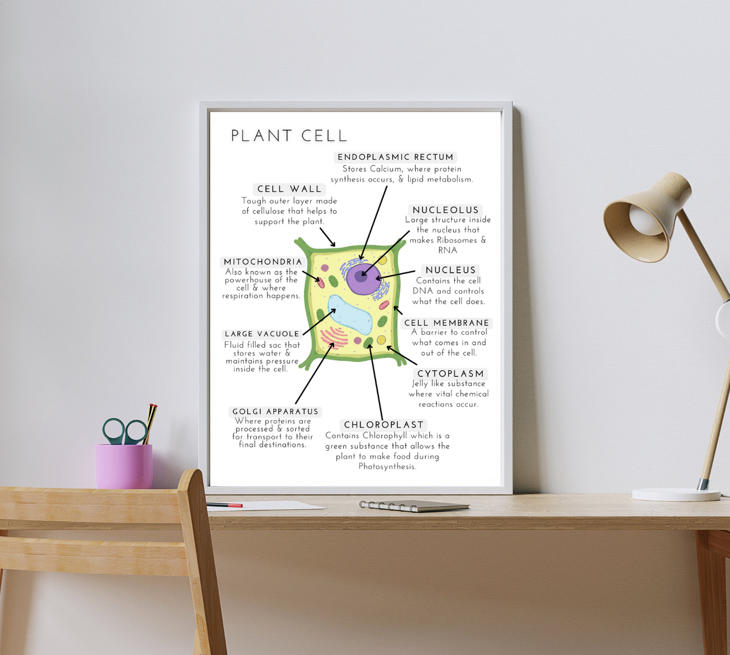 Plant Cell Print, Educational Prints, Nature Prints, Montessori Wall ...
