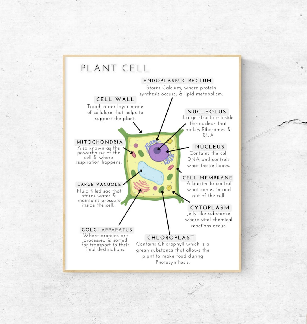 Plant Cell Poster Educational Prints Montessori Prints - Etsy