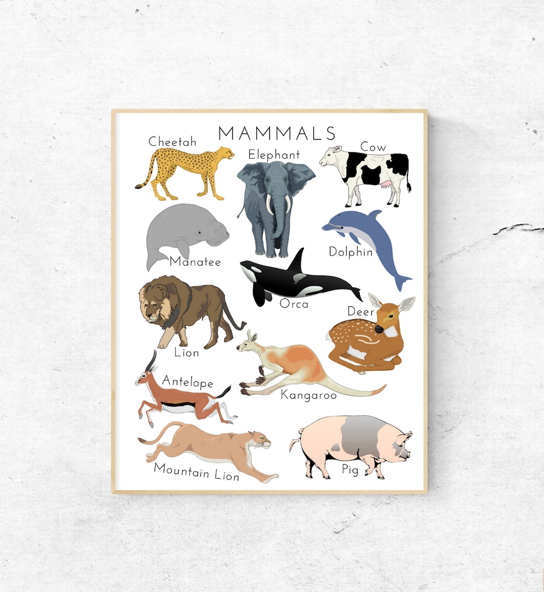 Mammal Poster, Educational Poster, Montessori Poster, Homeschool ...