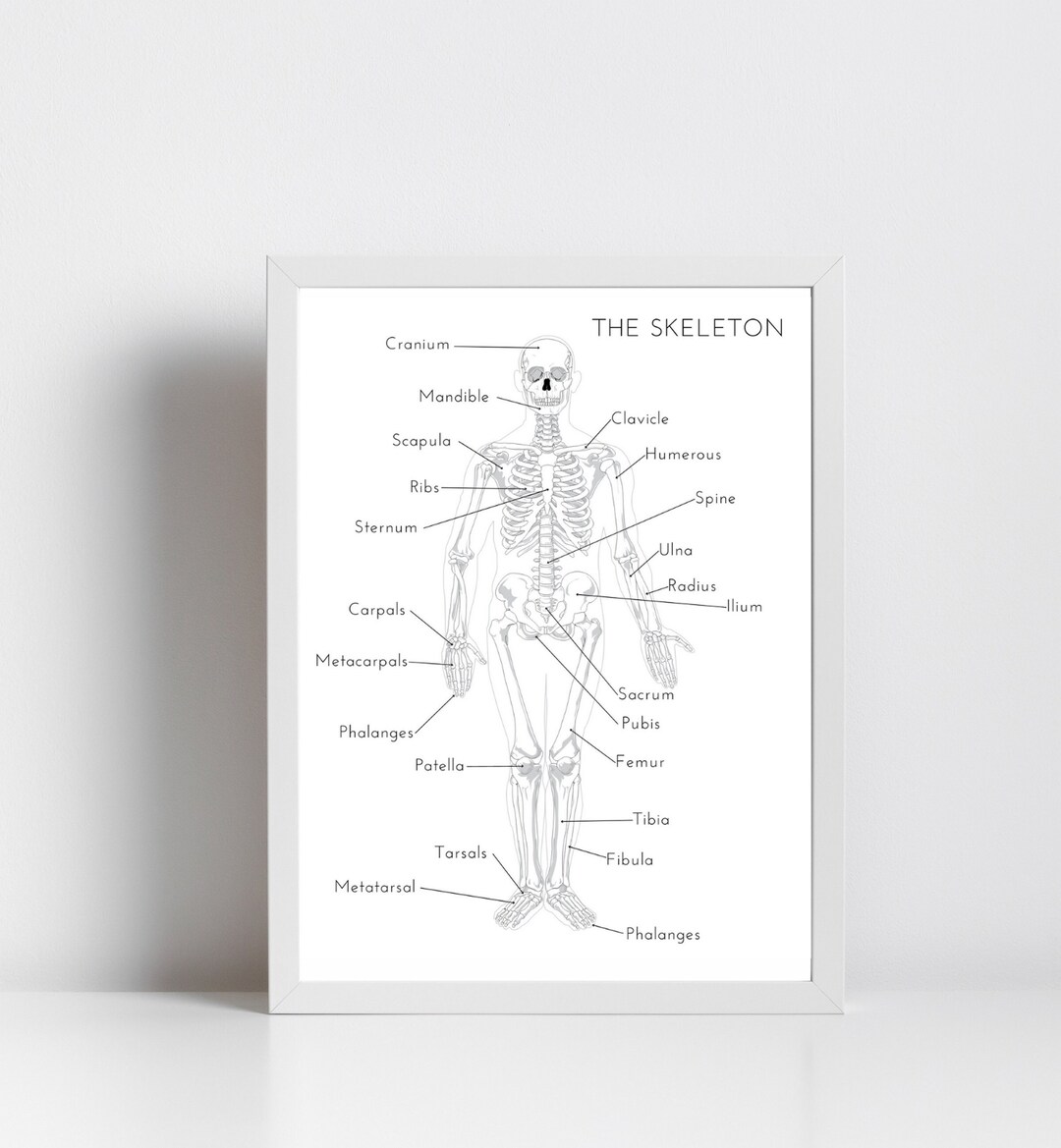 Human Skeleton Poster, Fill-in-the-blank, Educational Printables ...