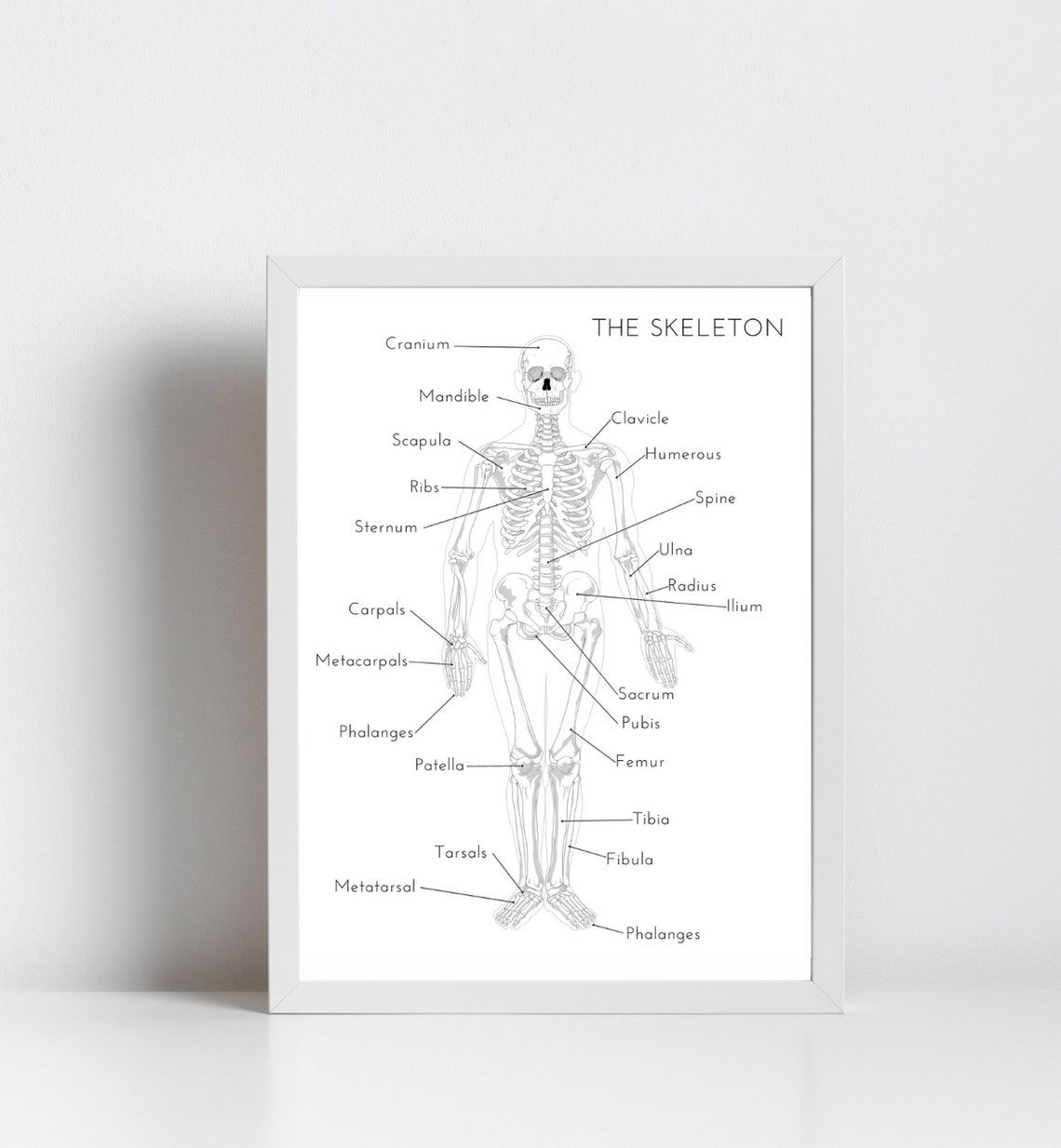 Human Skeleton Poster, Fill-in-the-blank, Educational Printables ...