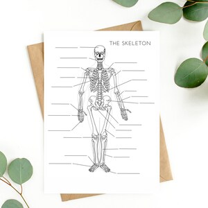 Human Skeleton Poster, Fill-in-the-blank, Educational Printables ...