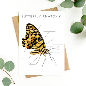 Butterfly Anatomy Poster, Fill in the Blank, Educational Poster ...