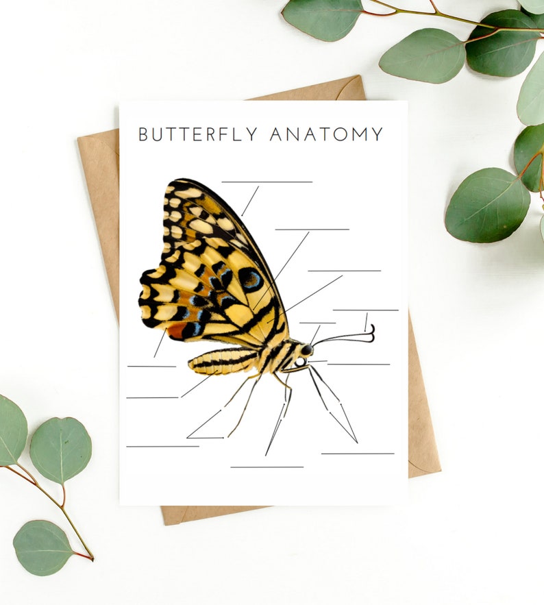 Butterfly Anatomy Poster, Fill in the Blank, Educational Poster ...