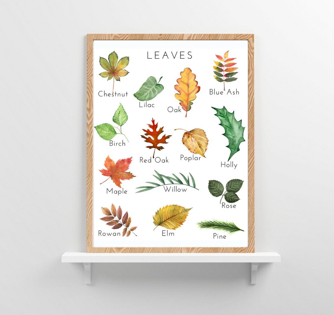 Leaf Poster, Educational Printables, Montessori Printables, Homeschool ...