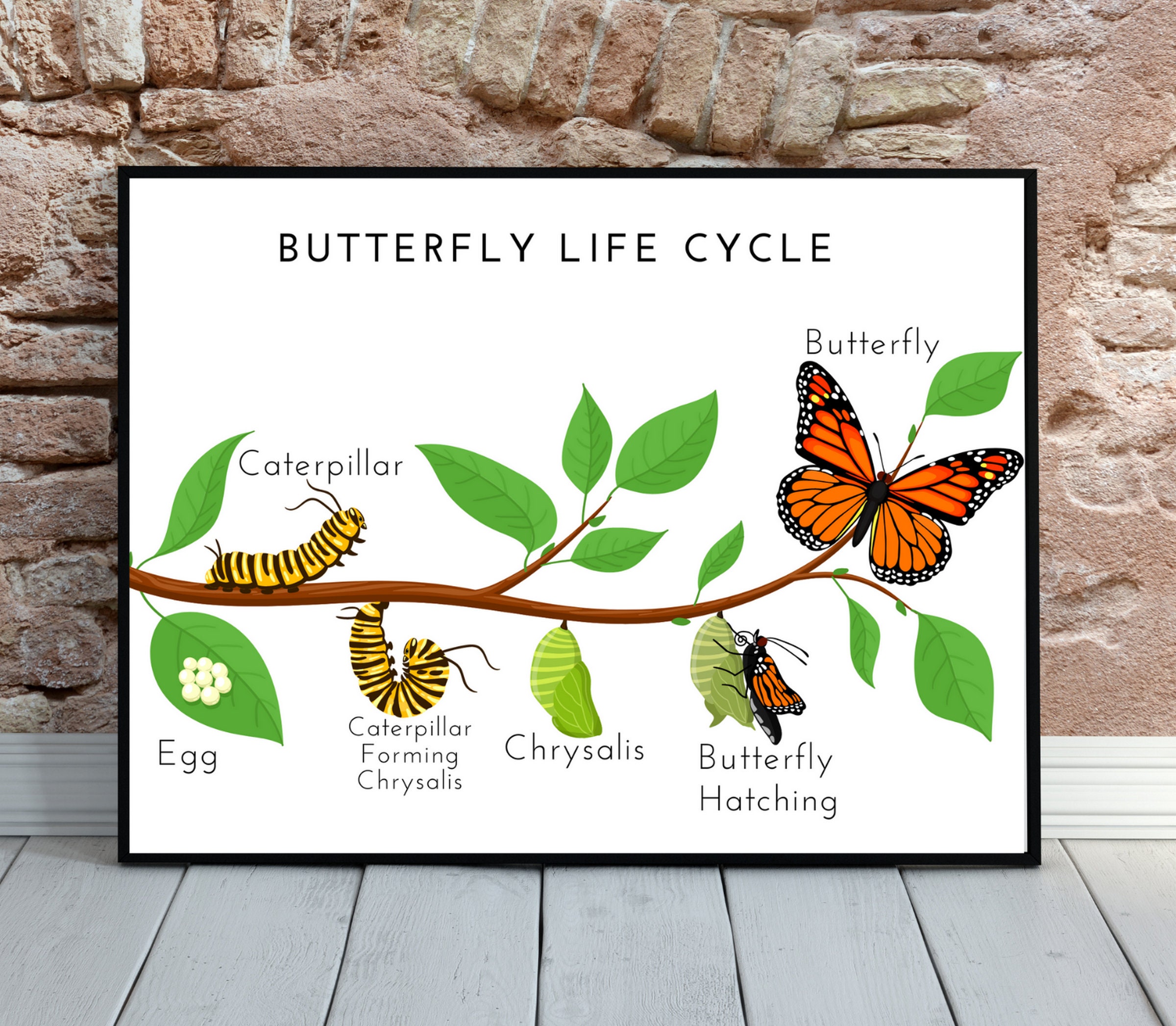 Life Cycle of a Butterfly Poster, Butterfly Poster, Fill in the Blank ...