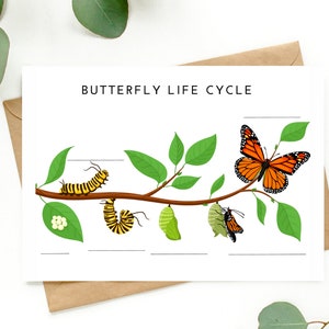 Life Cycle of a Butterfly Poster, Butterfly Poster, Fill in the Blank ...