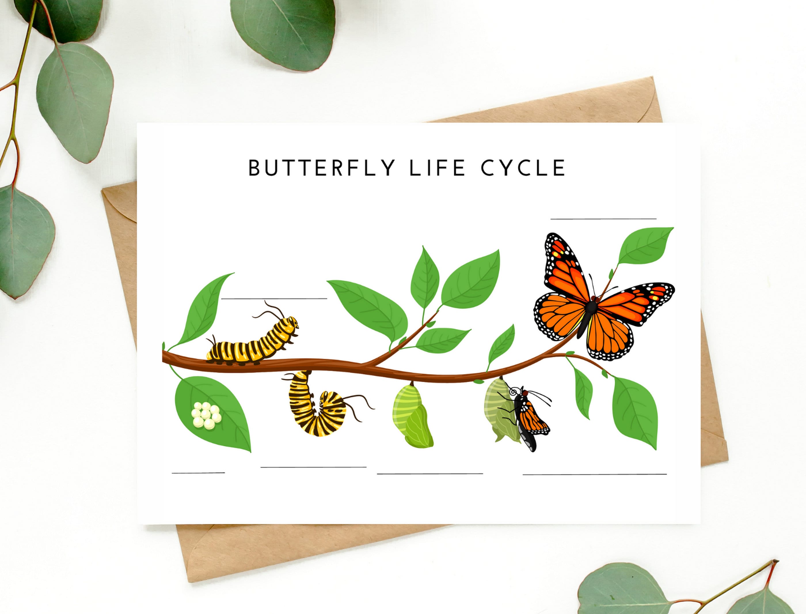 Life Cycle of a Butterfly Poster, Butterfly Poster, Fill in the Blank ...