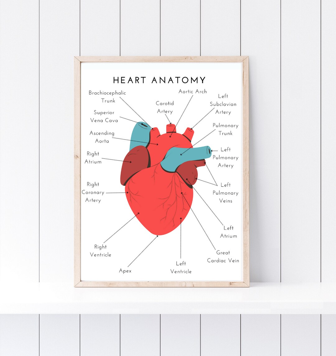 Heart Anatomy Poster, Fill in the Blank, Educational Wall Art ...