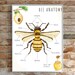 Bee Anatomy Poster, Educational Prints, Educational Poster, Classroom ...