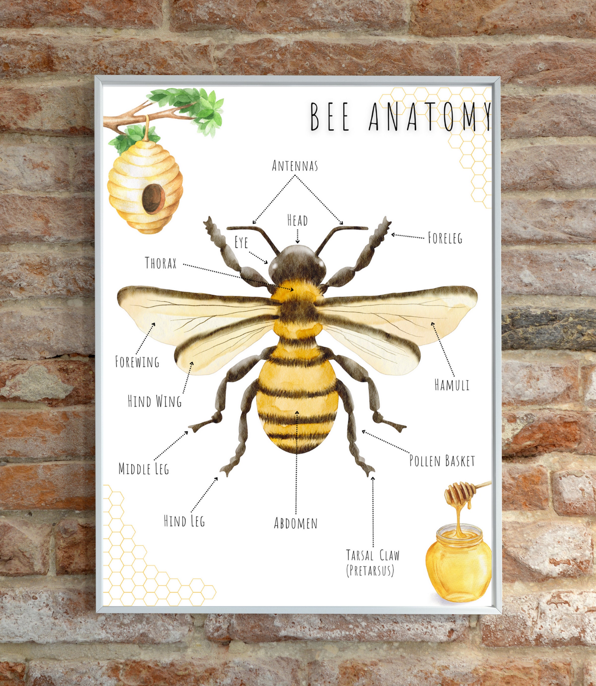 Bee Anatomy Poster, Educational Prints, Educational Poster, Classroom ...