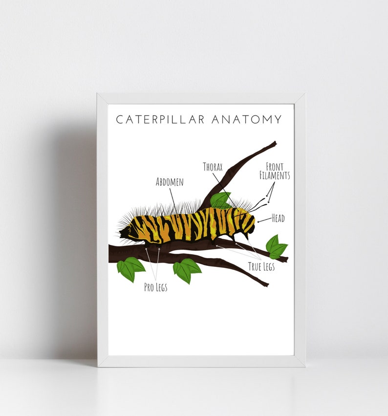 Caterpillar Anatomy Poster, Fill in the Blank, Educational Prints ...