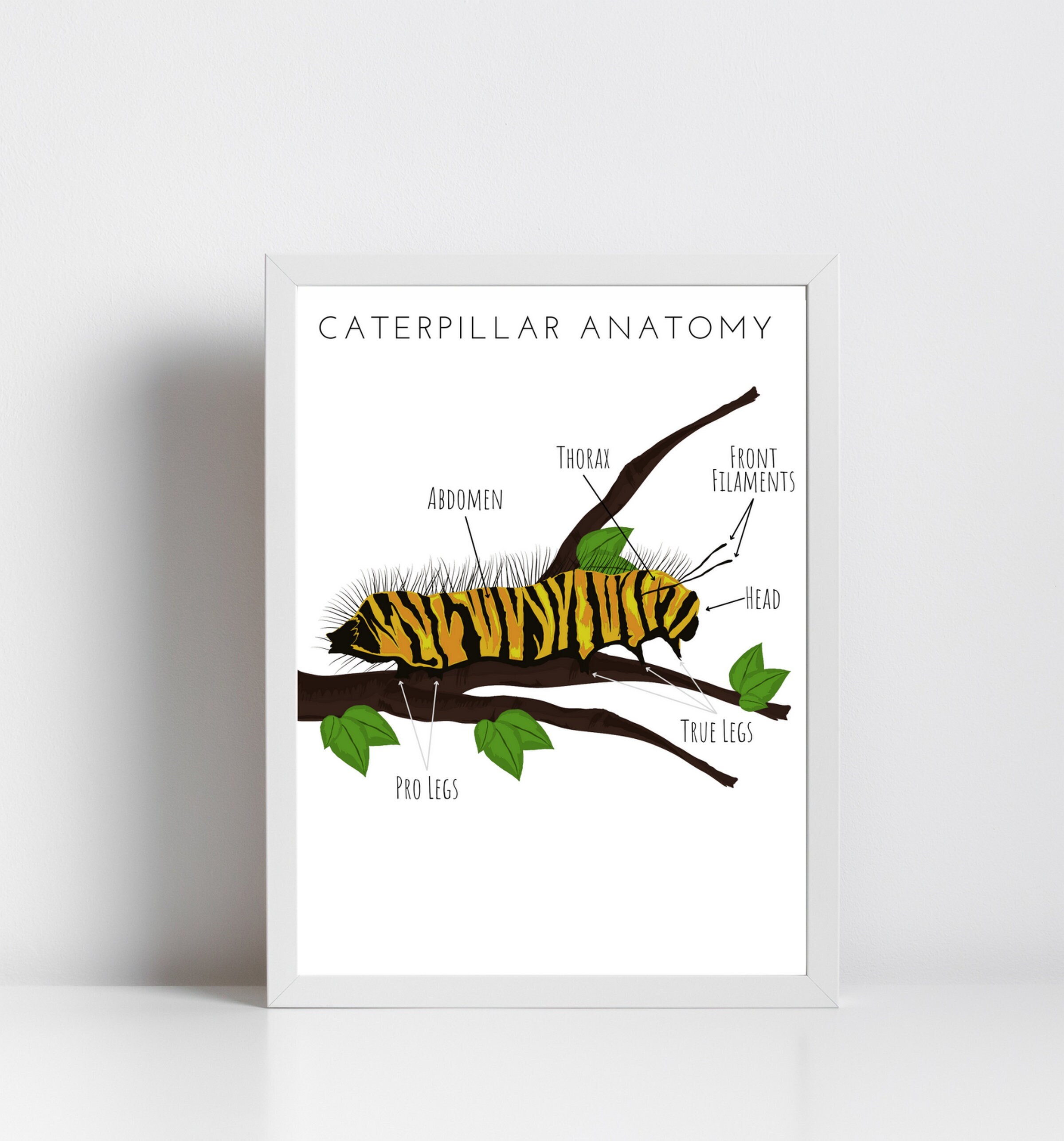 Caterpillar Anatomy Poster, Fill in the Blank, Educational Prints ...