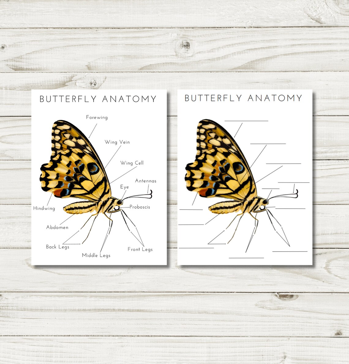 Butterfly Anatomy Poster, Fill in the Blank, Educational Poster ...