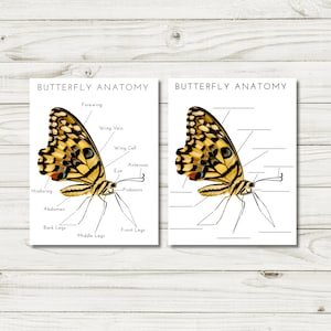 Butterfly Anatomy Poster, Fill in the Blank, Educational Poster ...