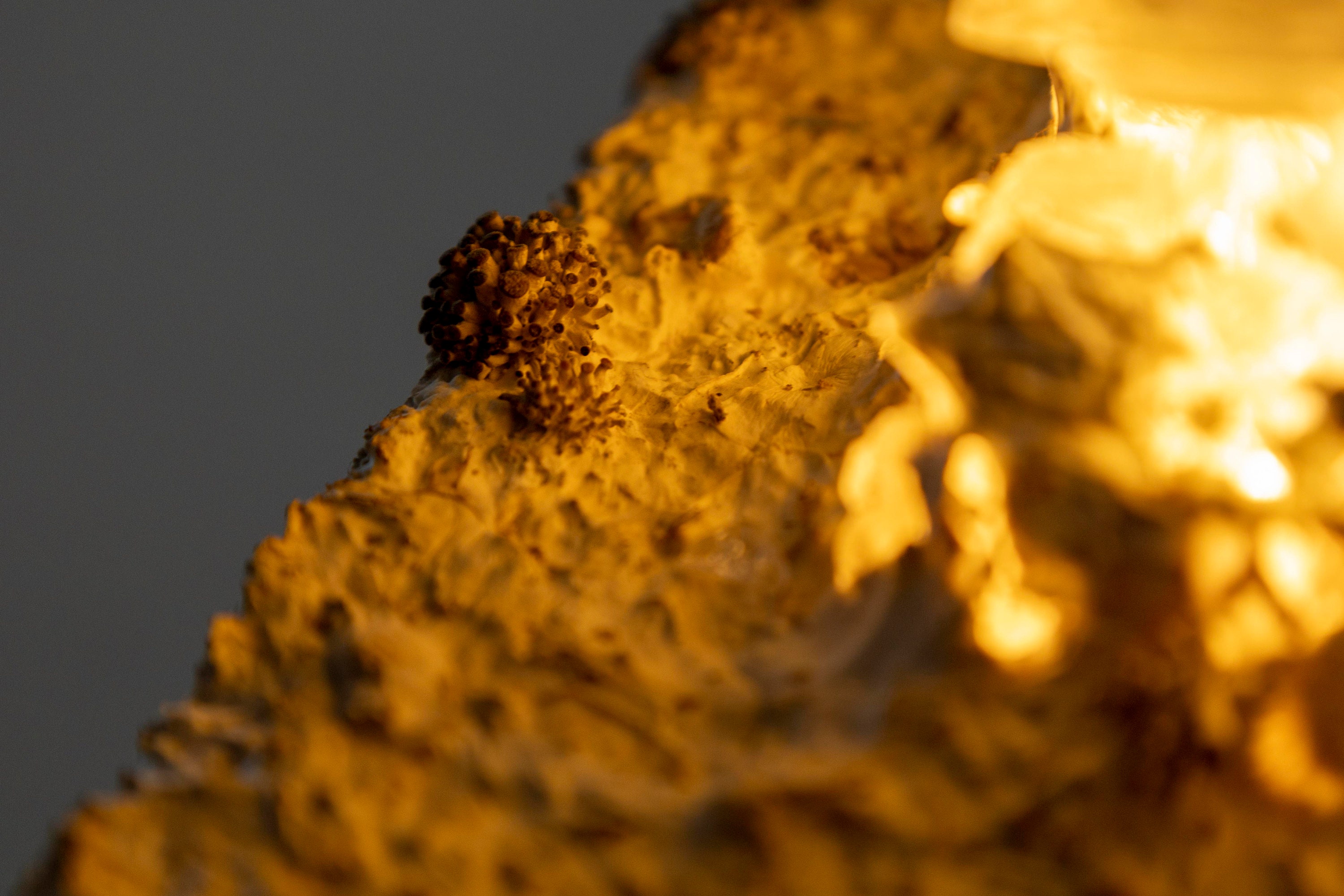 Mycelium Lamp by Eliumdesign Studio - Etsy