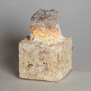 Mycelium Lamp by Eliumdesign Studio - Etsy