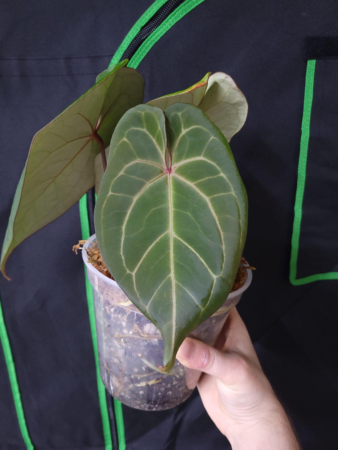Anthurium hu / King of Spades X Red Spider X Unknown Seedlings Select Group A - Etsy