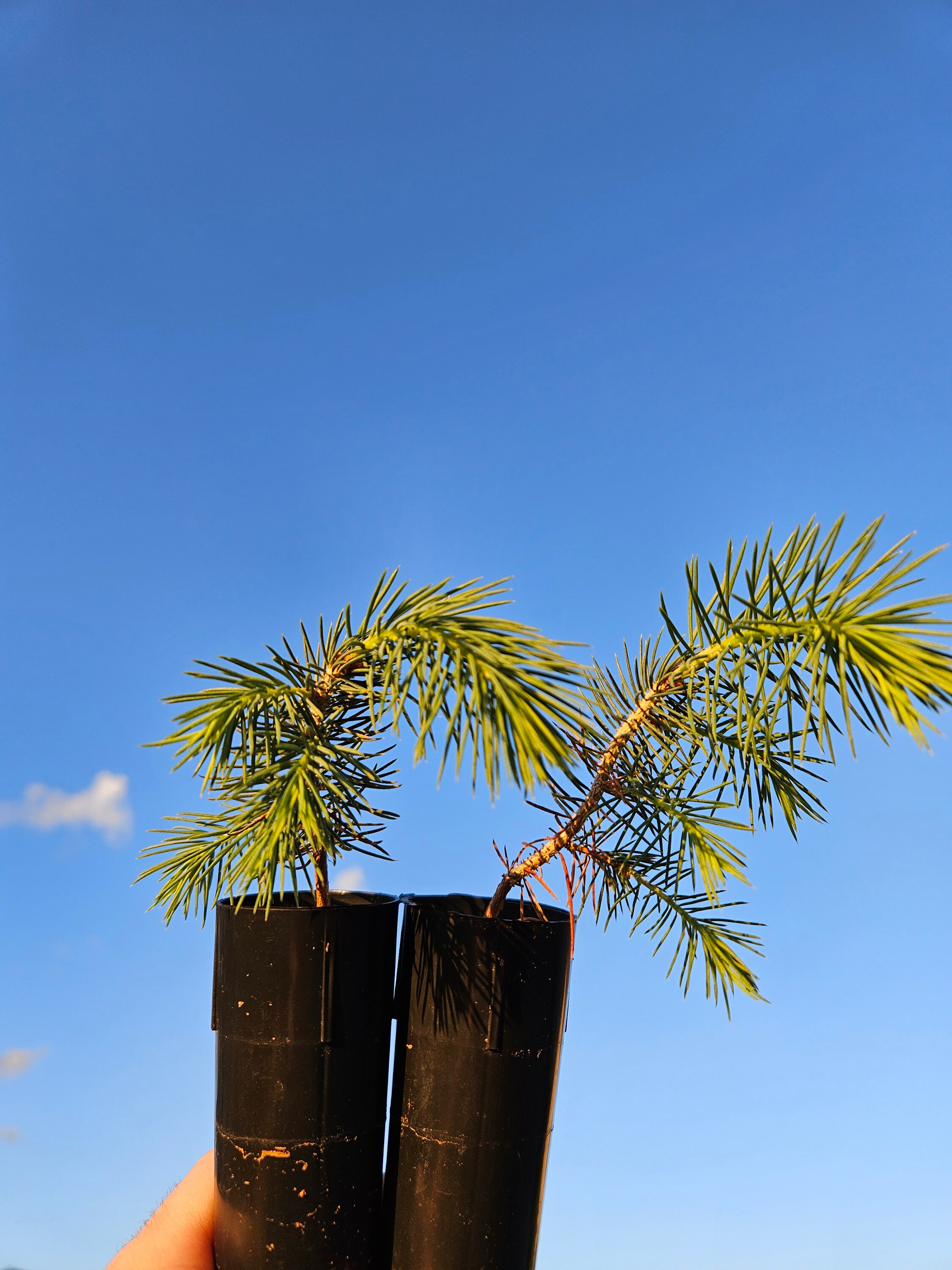 2 Chihuahuan Spruce Tree Seedling Plug picea Chihuahana 4-7, Rare Tree ...