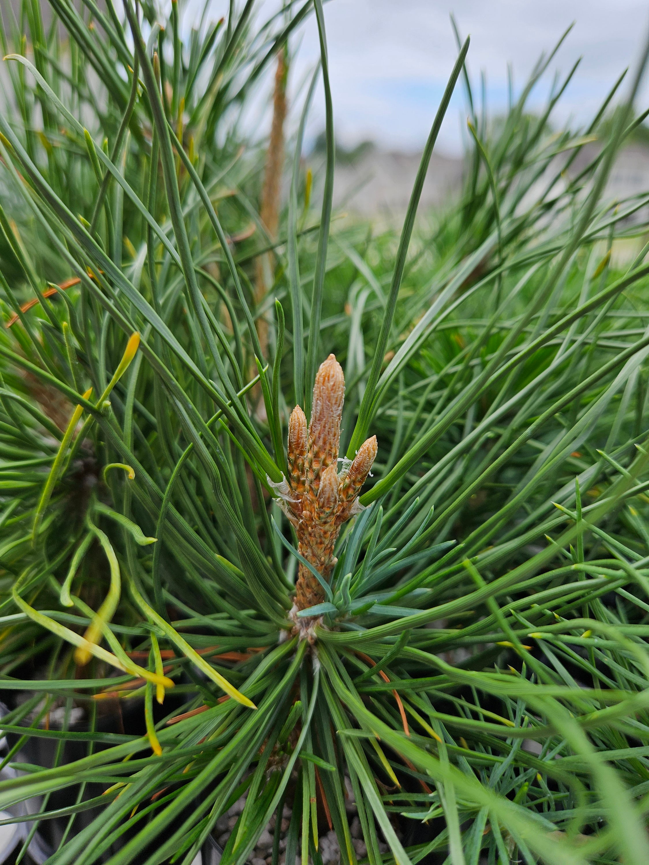 Japanese Black Pine Seedling (pinus Thunbergii), Live Tree Seedlings ...