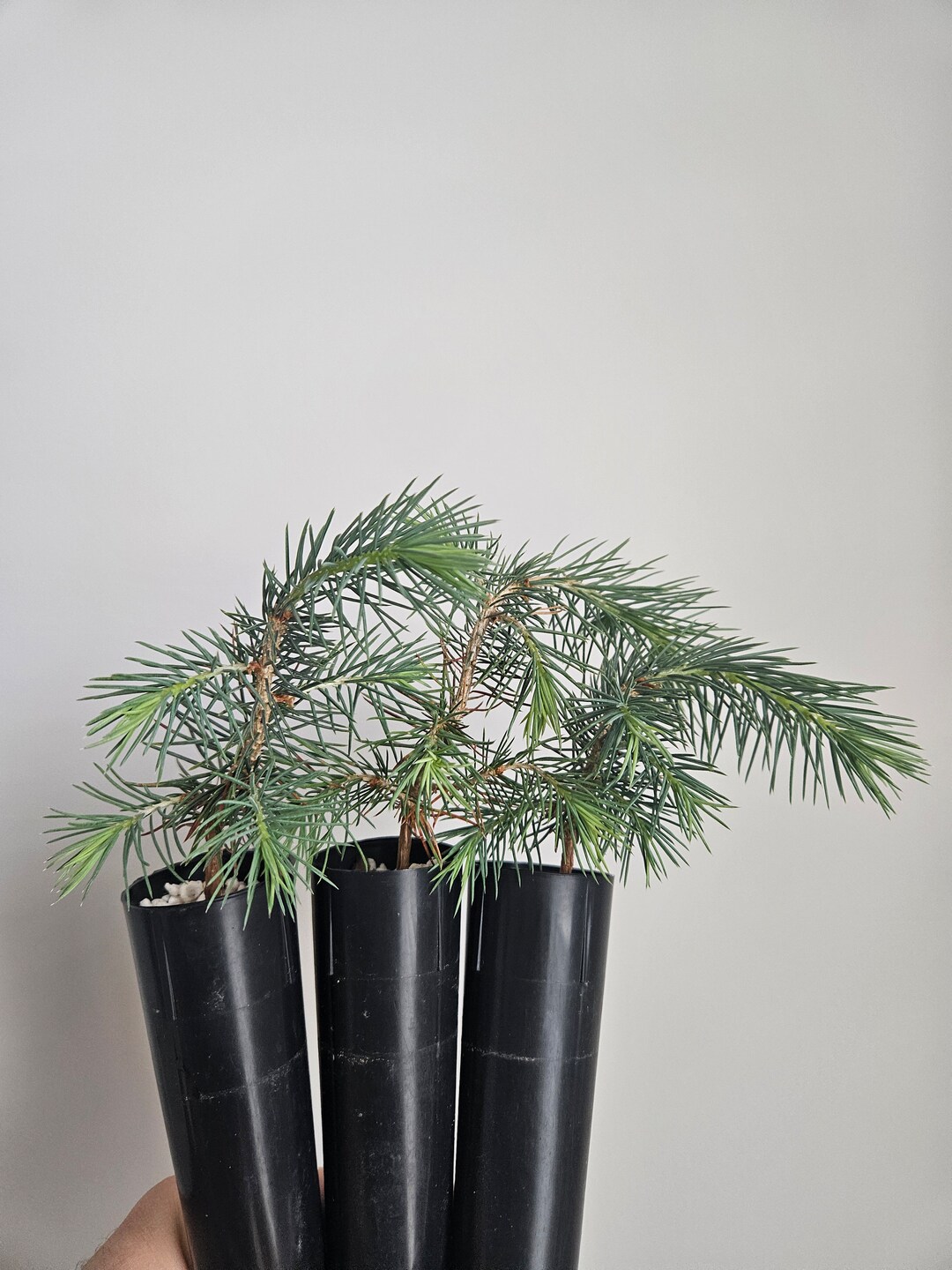2 Chihuahuan Spruce Tree Seedling Plug picea Chihuahana 4-7, Rare Tree ...