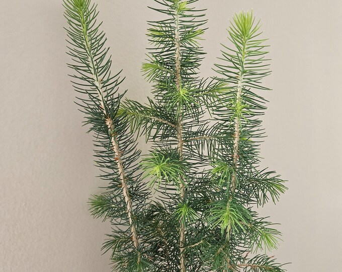 Norway Spruce Tree Seedling Plug (picea Abies), 6- 10", Cold Tolerant ...