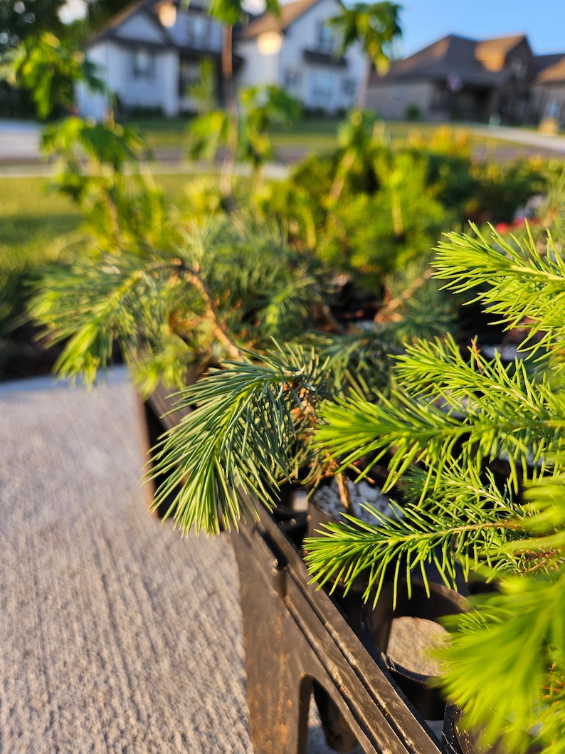 2 Chihuahuan Spruce Tree Seedling Plug picea Chihuahana 4-7, Rare Tree ...