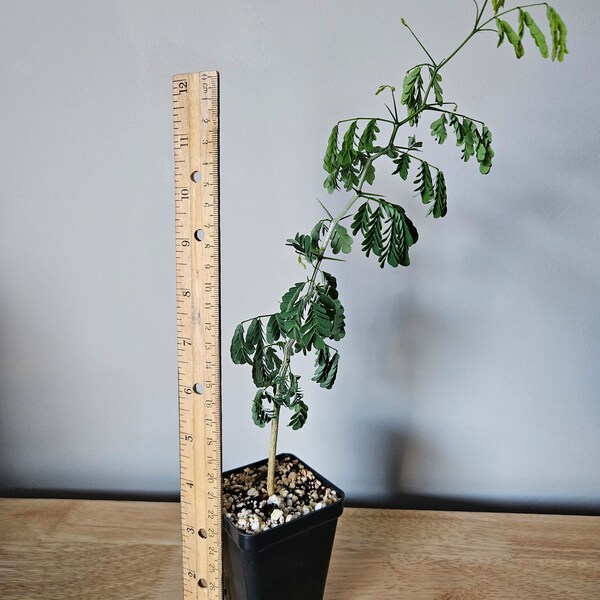 Tree Seedling - Etsy