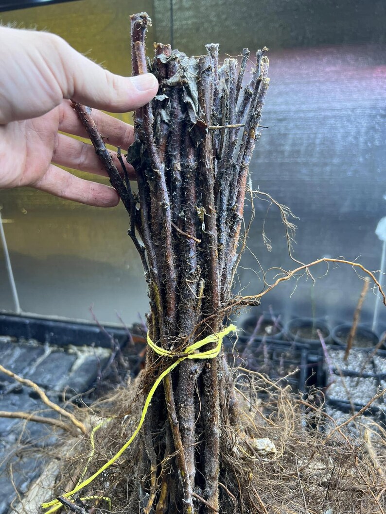 5 X 'double Gold' Pink Raspberry Bushes - Bare Root Starter Plants ...