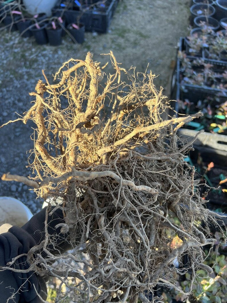 10 Cheyenne Blackberry Plants - Bare Root - USDA Zone 5-9 - Cold and ...