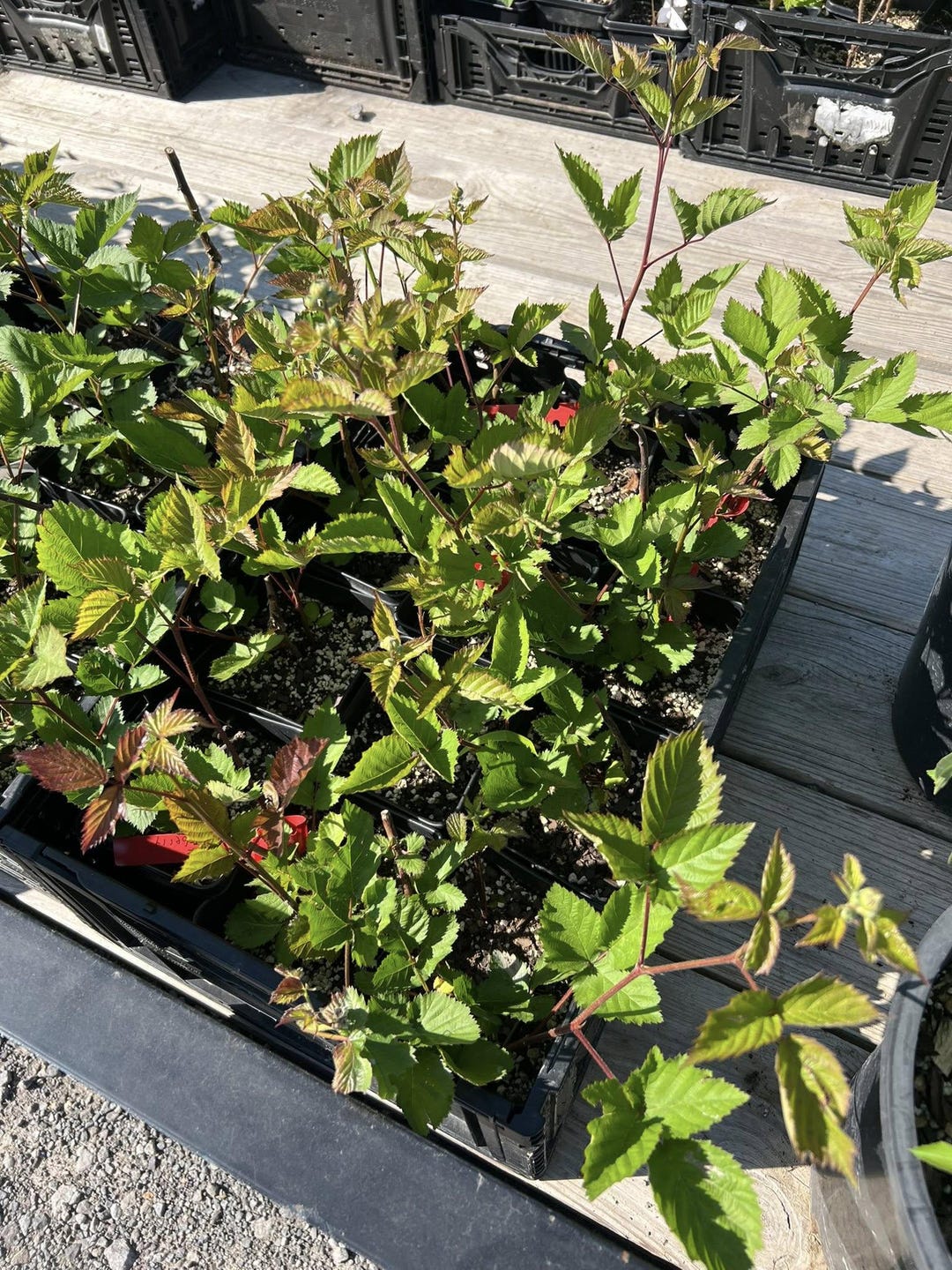 Osage Thornless Blackberry Plants - 3 Pack - Ready to Plant - USDA ...