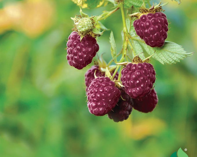 3 Raspberry Plants "royalty Purple"-large, High-quality Fruit (3 Large ...