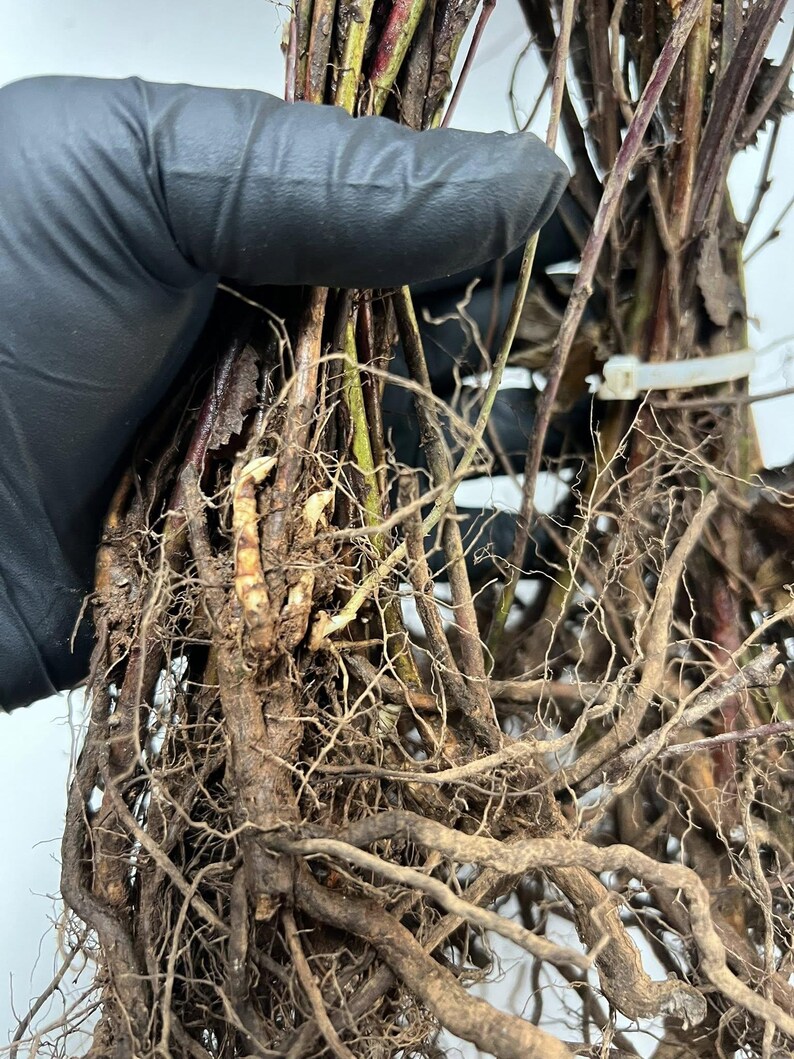 10 Austin Dewberry Bush Starter Plants - Bare Root Berry Bushes - Etsy
