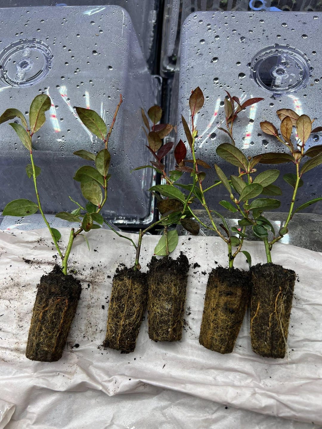 5 X Misty Blueberry Plants (bare Root Plugs) - USDA Zone 5-10 - Etsy