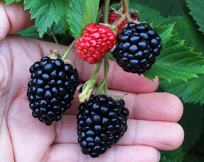 Triple Crown Thornless Blackberry (3 Plants) - Bare Root Starter Plant ...