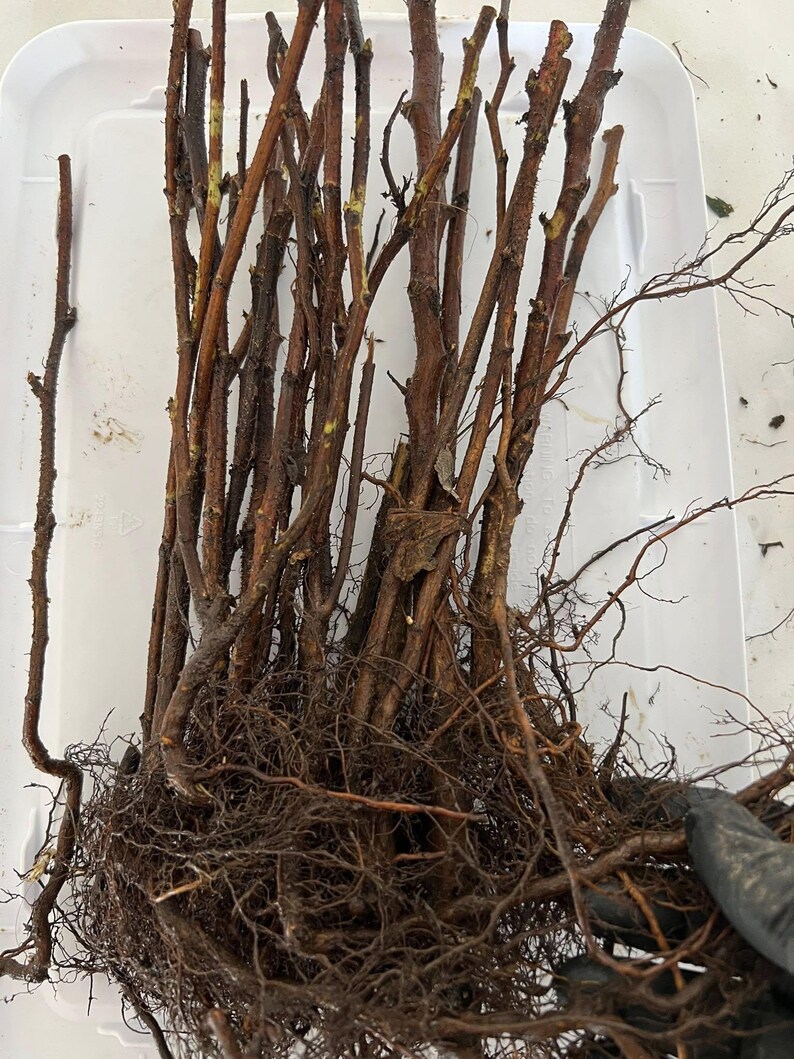 Nova Raspberry Bare Root Plants (7 Pack) - USDA Zone 3-8 - Etsy