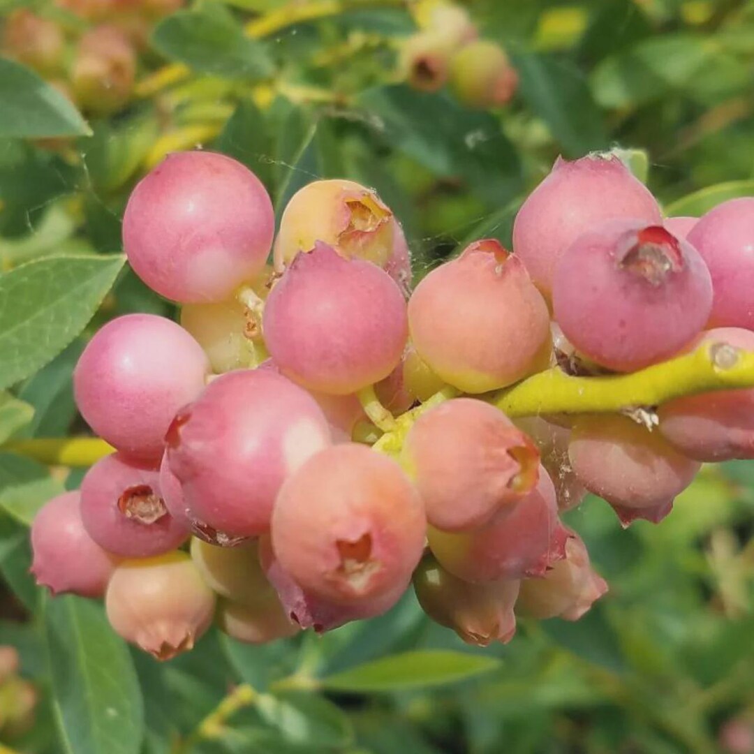 5 X Pink Lemonade Blueberry Plants (bare Root Plugs) - Etsy