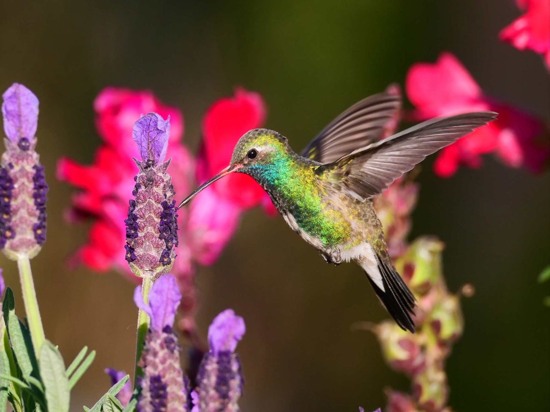 Broad-billed & Lavender Hummingbird Print, Aluminum, Matted Print. - Etsy