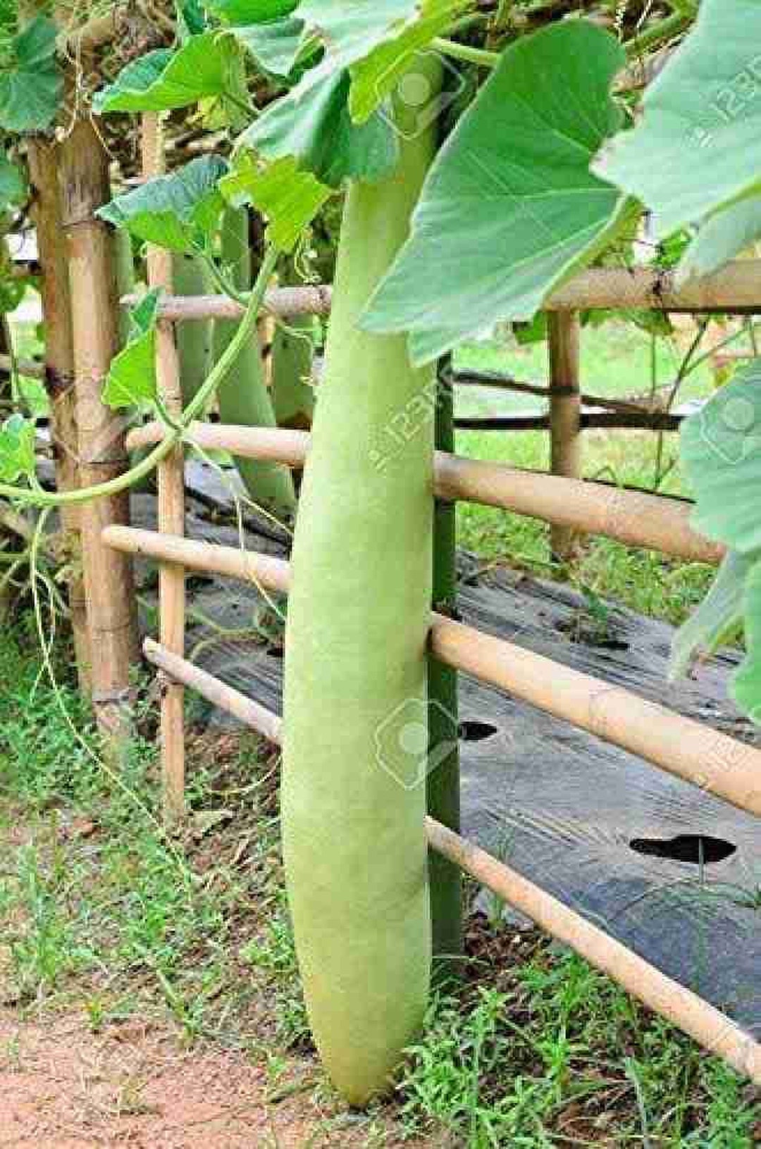 Long White Bottle Gourd ,snack Gourd, Bash Lau Bangladeshi 7 Seeds. - Etsy