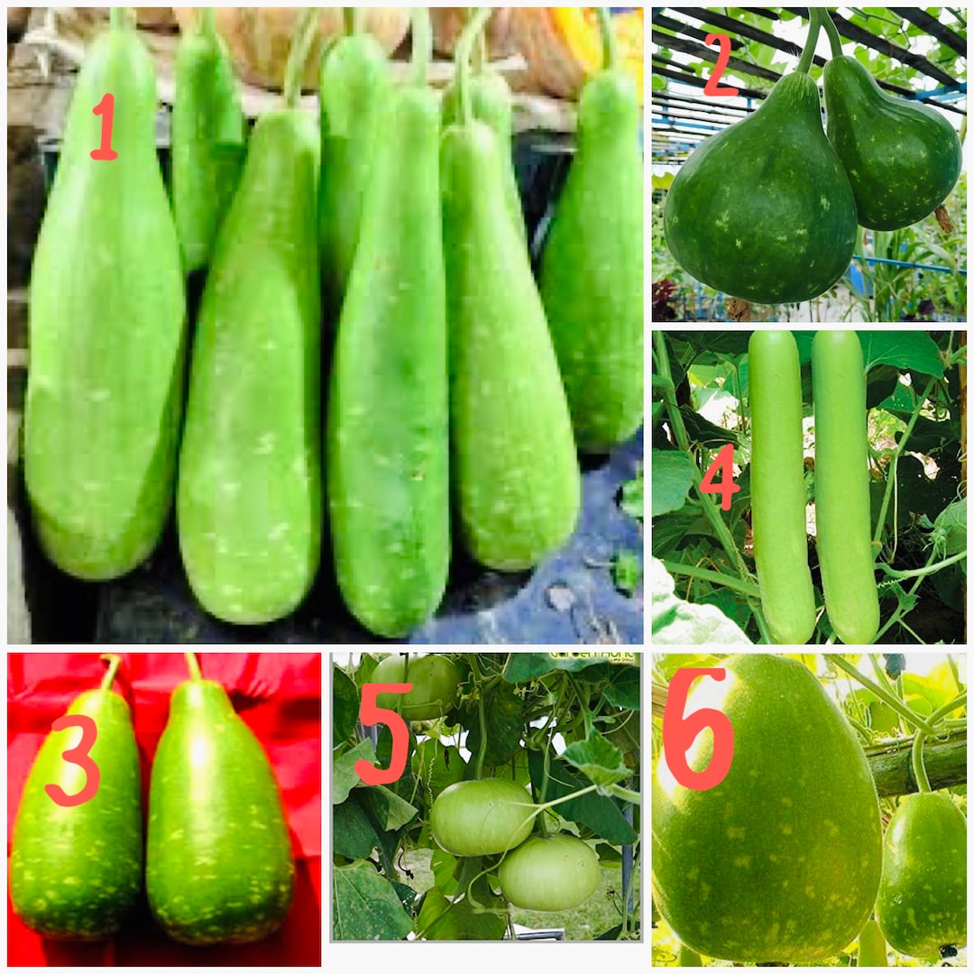 Mixed Bottle Gourd Seeds , Lau,koddu Bundle - Etsy