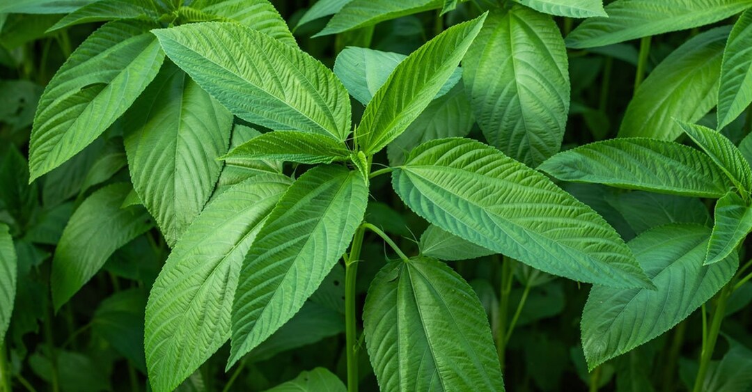 Egyptian Spinach,pat Shak,nali Shak . - Etsy