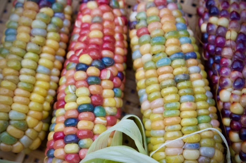 Sweetcorn Glass Gem Rainbow 8 Seeds - Etsy UK