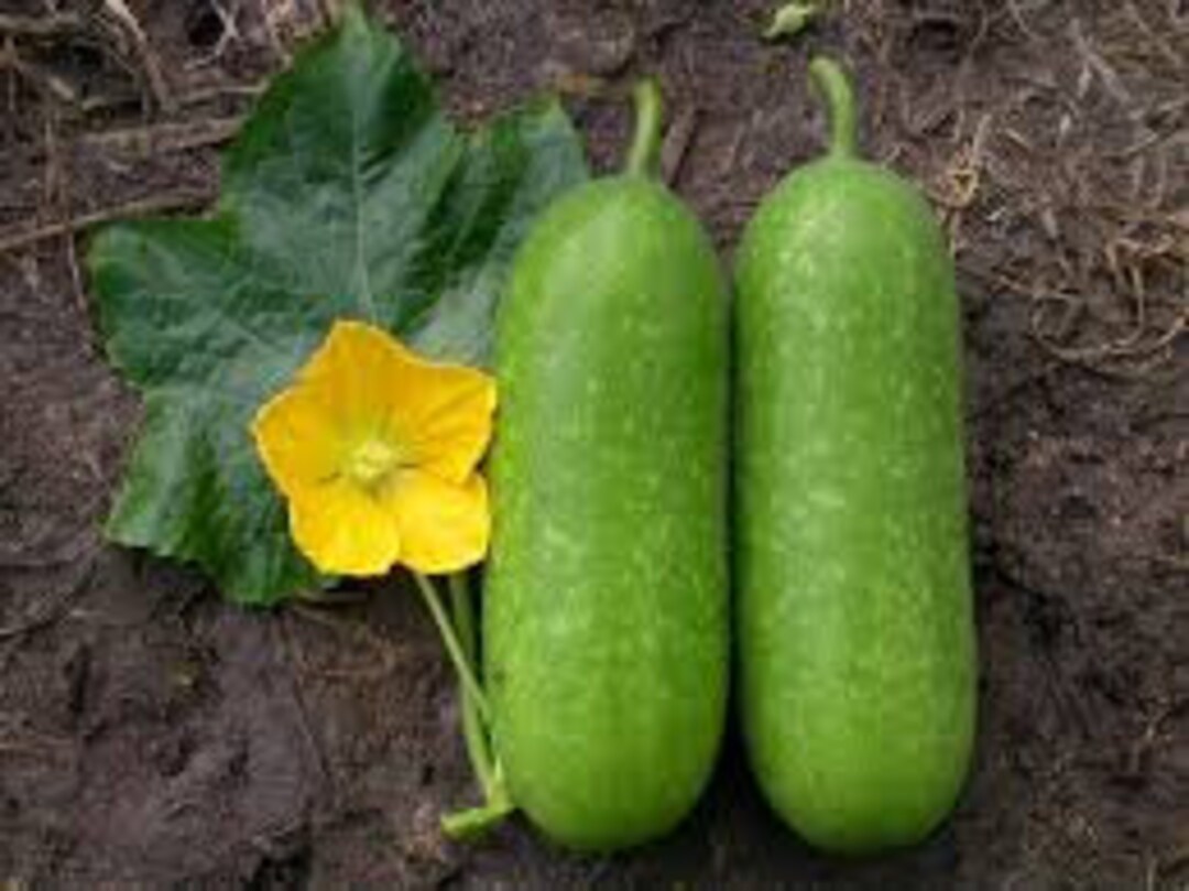 Jali Kumra,ash Gourd ,chaal Kumra 15 Seeds - Etsy