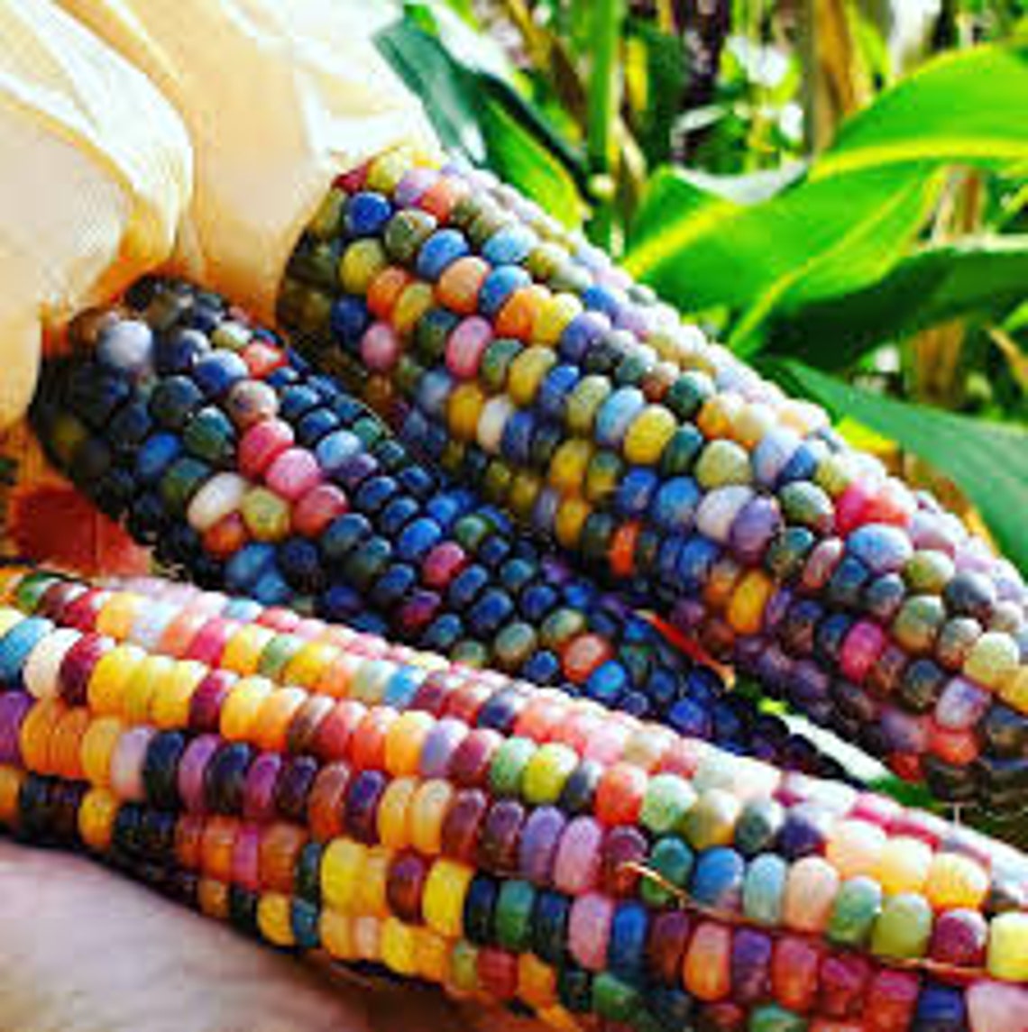 Sweetcorn Glass Gem Rainbow 8 Seeds - Etsy UK