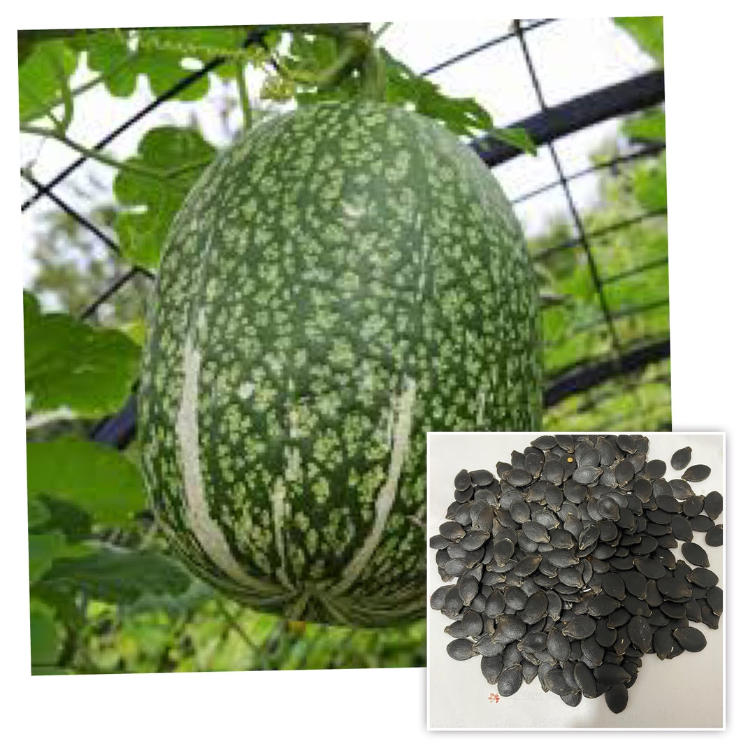 Shark Fin Melon,malabar Melon,chinese Pumpkin/squash 7 Seeds - Etsy