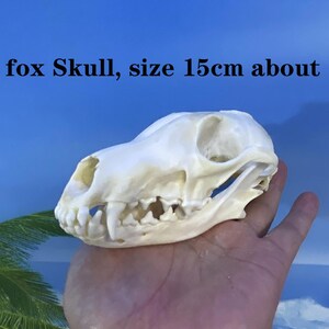 Fox Skull, Taxidermy, Animal Skull Collection Lover Gift, Exotic Nature ...