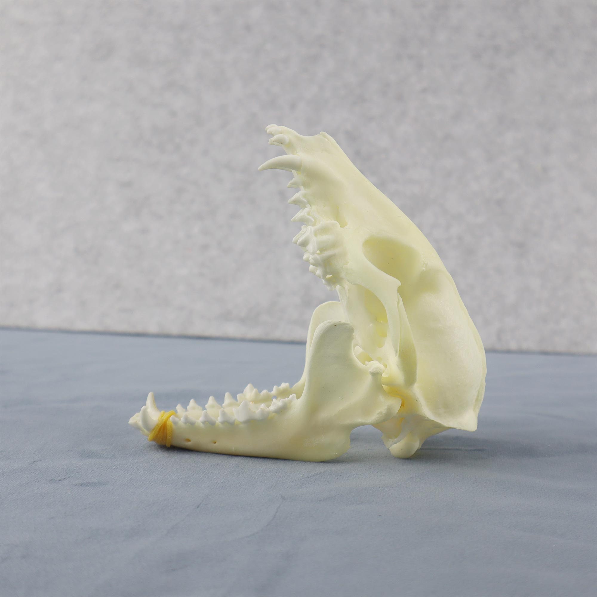 Raccoon Skull, Bone Specimens, Wall Shelf Decoration, Real Animal ...