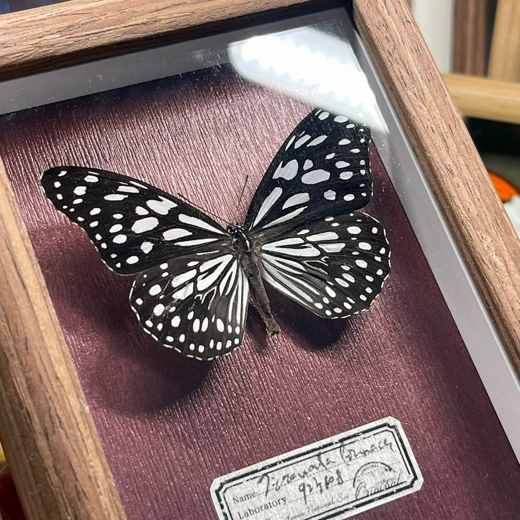 Real Butterfly Specimens, Rare Butterfly Specimens, Colorful ...