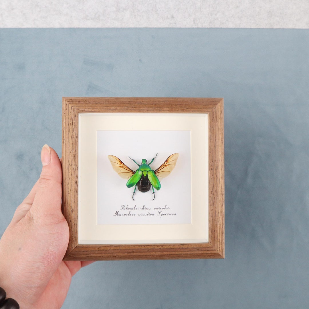 Pothos Beetle Specimen Photo Frame, Insect Beetle Specimen, Real Insect ...